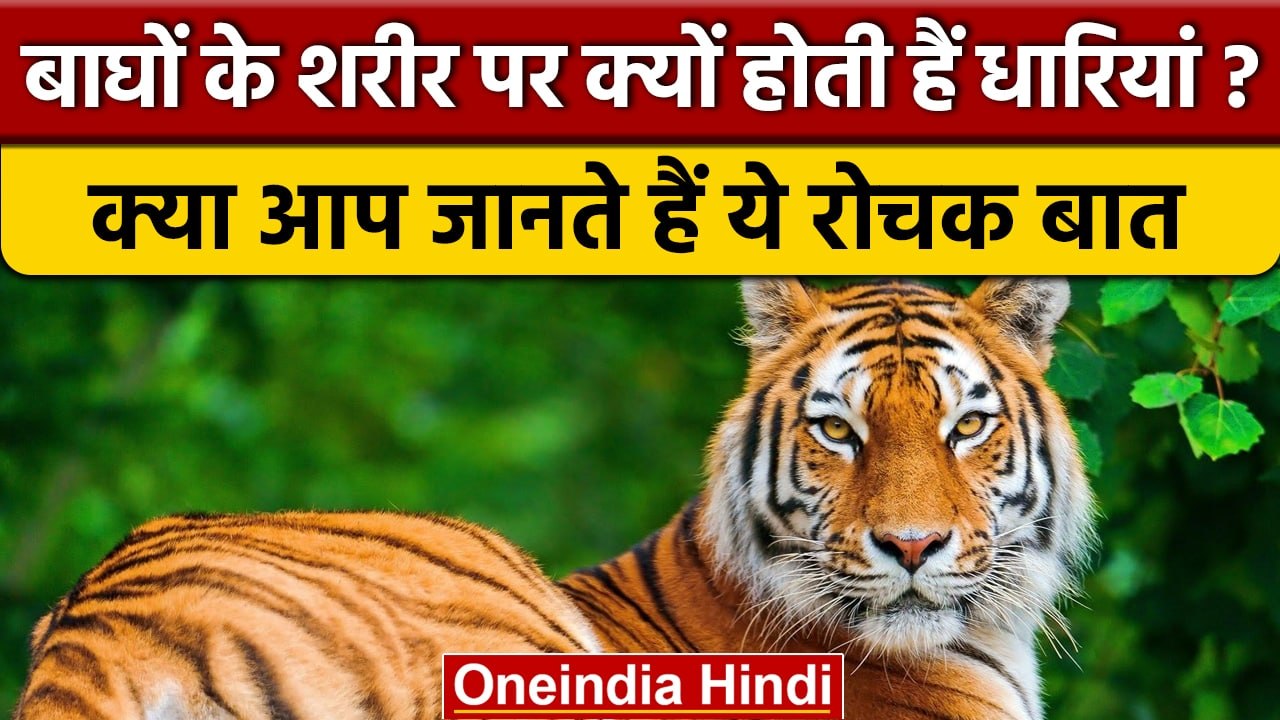 Why Tigers Have Stripes Around Their Body: जानें क्या कहता है वैज्ञानिक ...