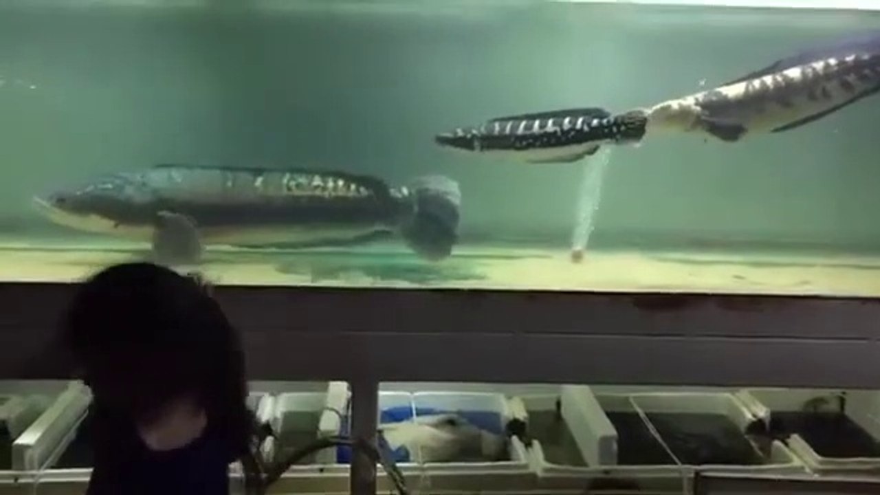 Seeing the biggest toman fish __ Giant toman __ Giant Snakehead - Video ...