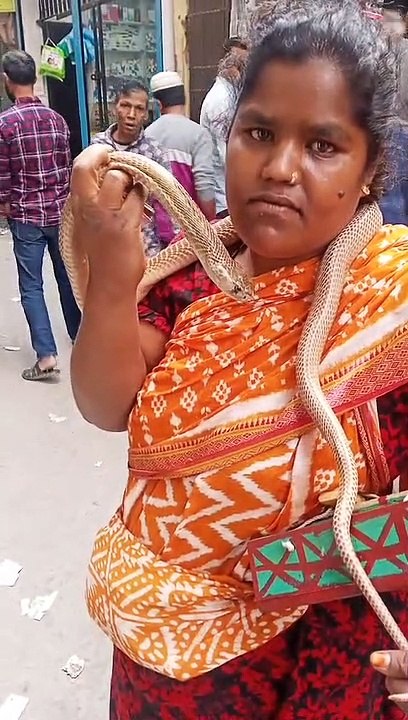 Amazing ! The Largest King Cobra Family in the world - Snake Catcher ...