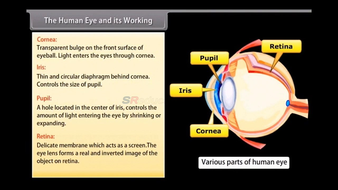 Class 10 Human Eye Physics - video Dailymotion