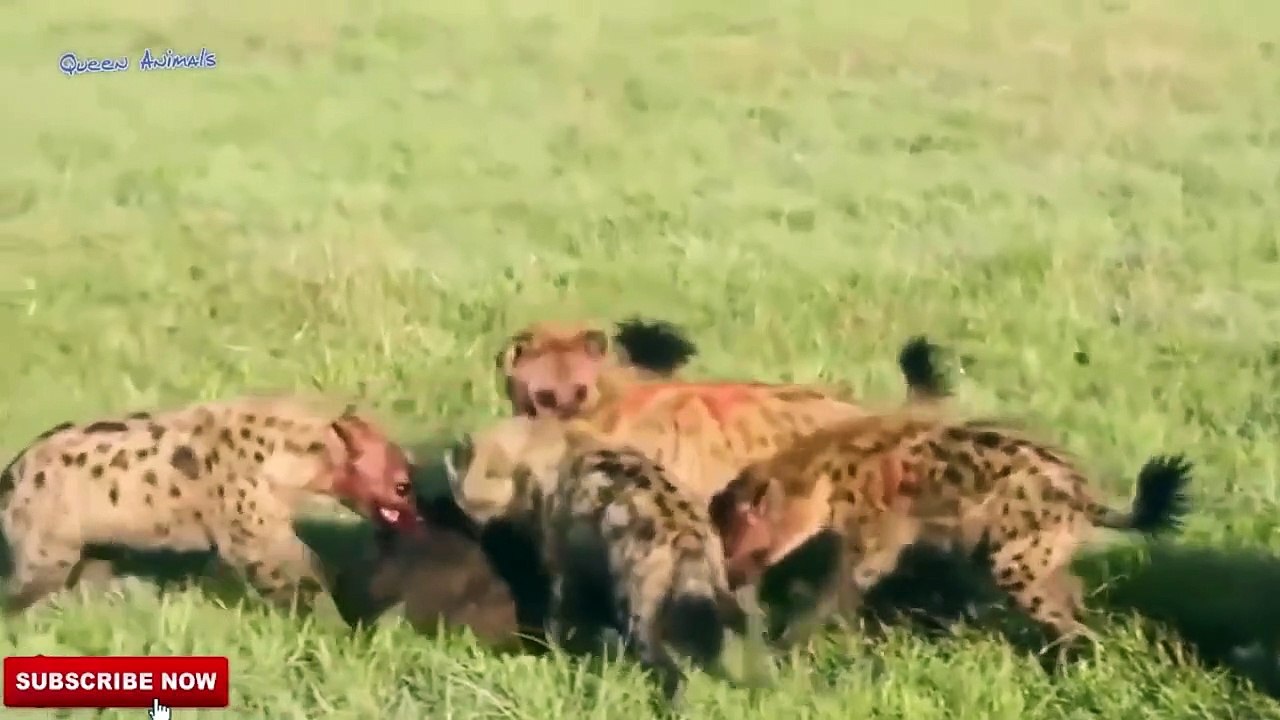 Big Battles Of Wild Animals - Hyena Wild Dogs Lion Buffalo Leopard ...