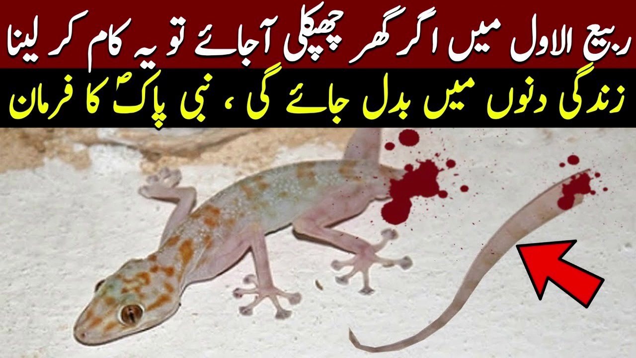 Chapkali Ko Marne Ka Kitna Sawab Milta Hai - video Dailymotion