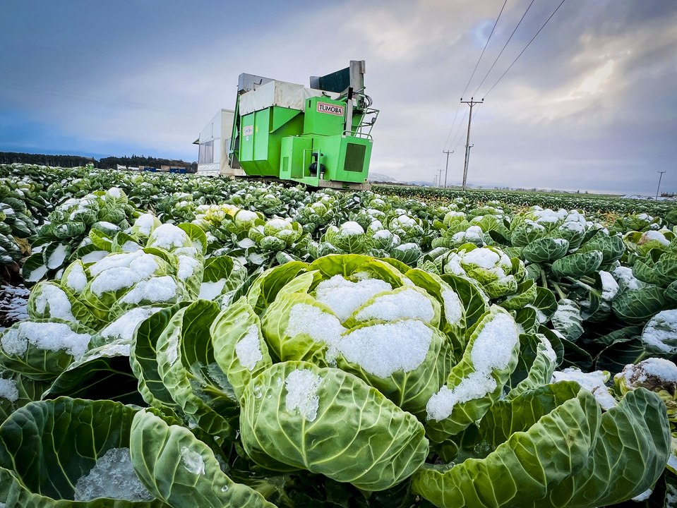 W&R Logan farms produce approx 6000 tonnes of Brussels Sprouts each ...