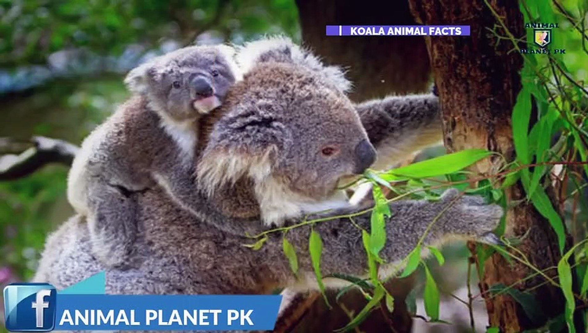 Animal Planet Images Koala Koala Facts | Wild Animals Planet Doc