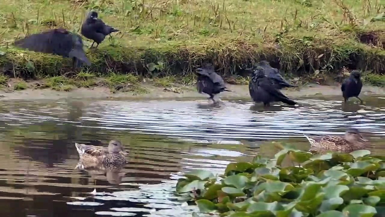 Sparrow hawk Vs Three Jackdaws In A Big Battle - video Dailymotion