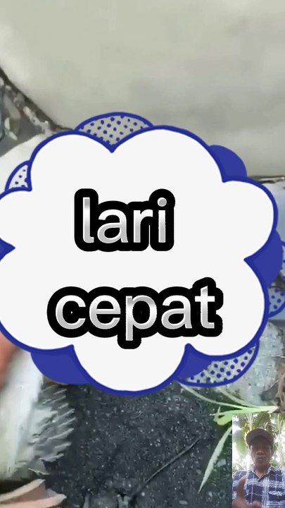 Meri bebek melarikan diri - Video Dailymotion