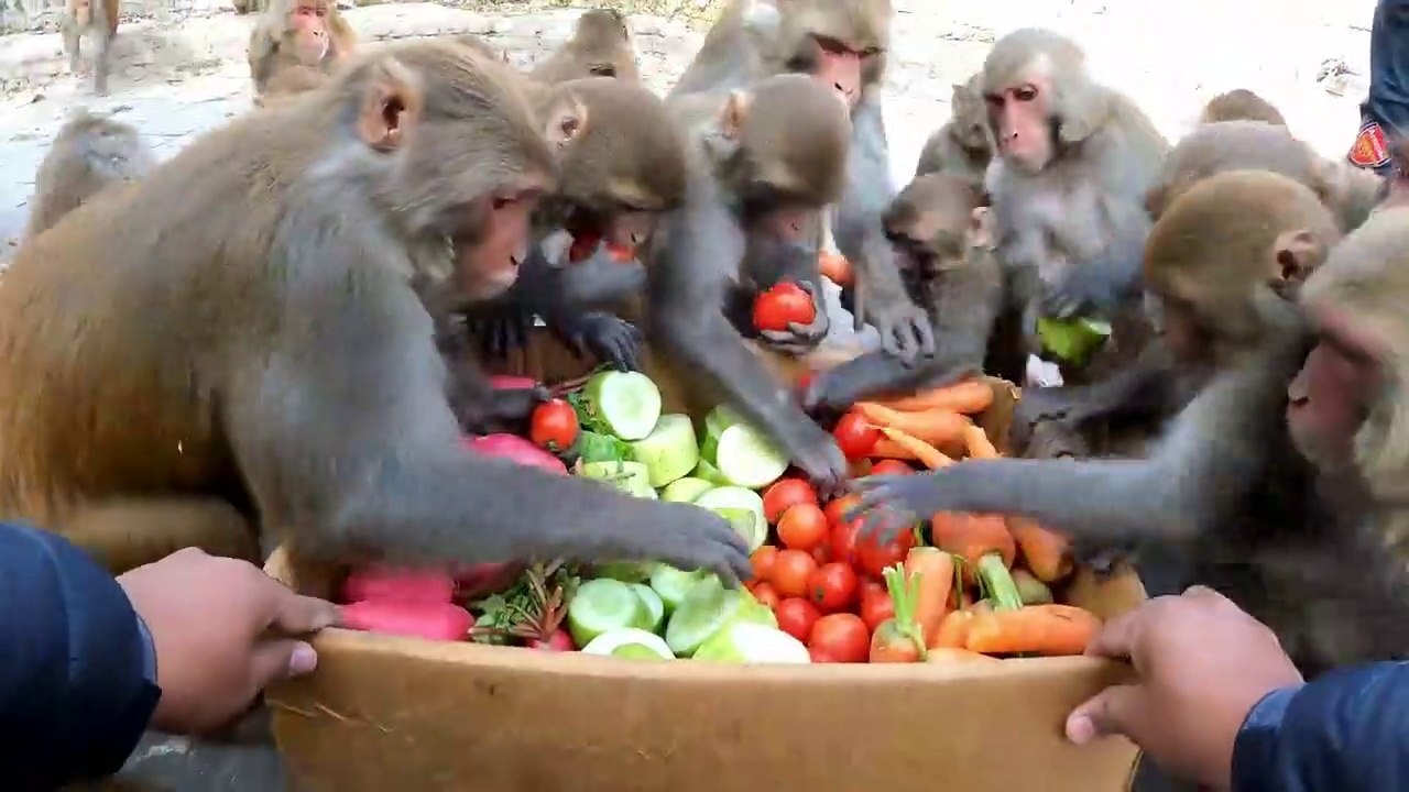 Monkey eat verities of vegetables Best food for monkeys feeding carrot ...