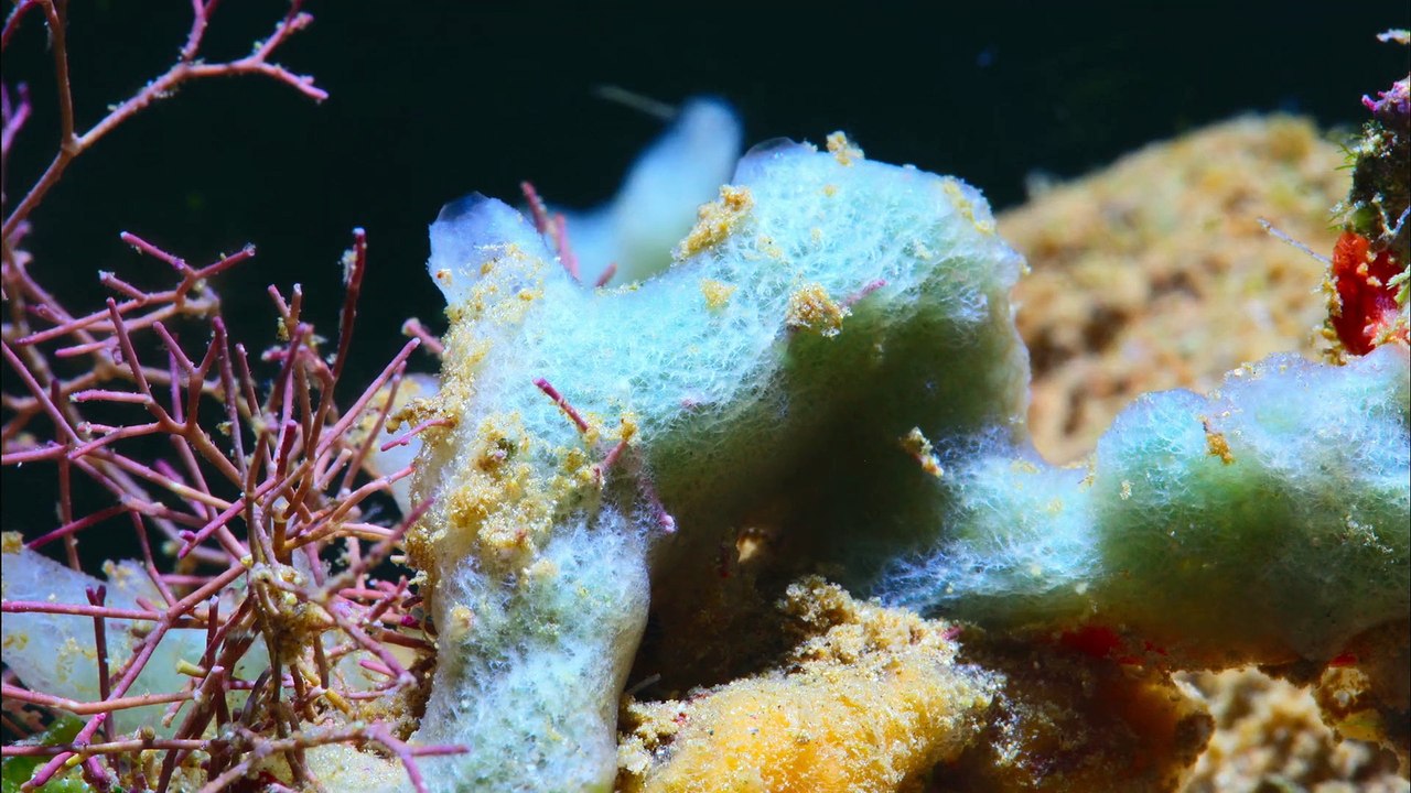 Puff - Wonders of the Reef - video Dailymotion