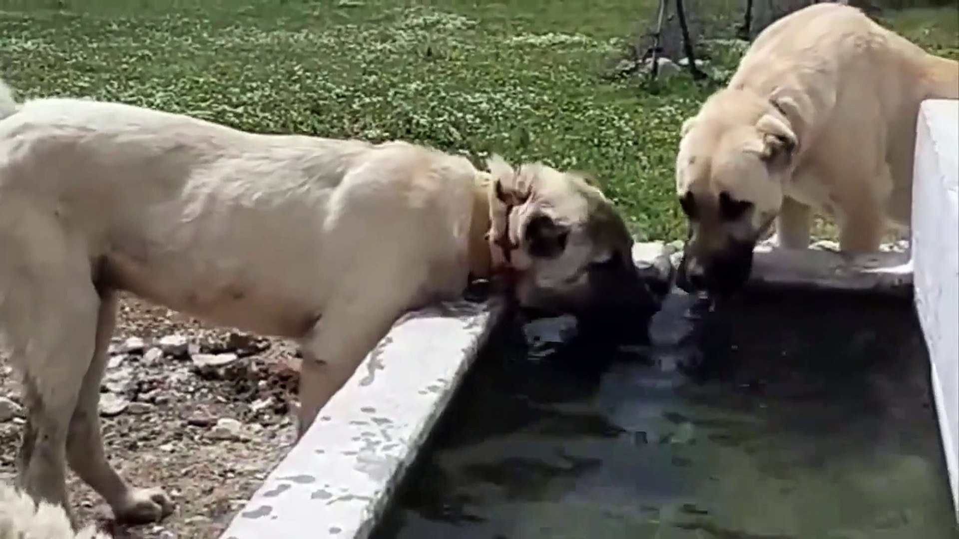 Kangal Dog Fight