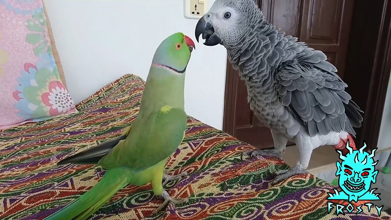 HOTTEST TRENDS FROM THE WORLD Of BEST ACTOR AND COMEDIAN A PARROT ...