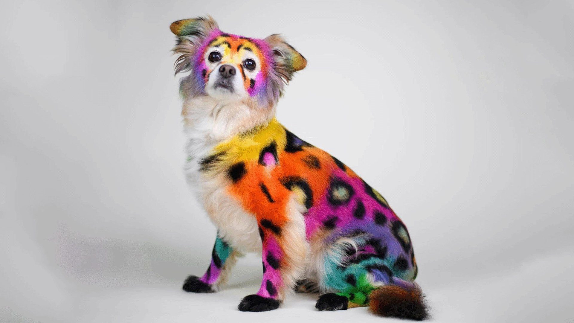 Outrage As Pokmon Fan Dyes Dog To Make It Look Like
