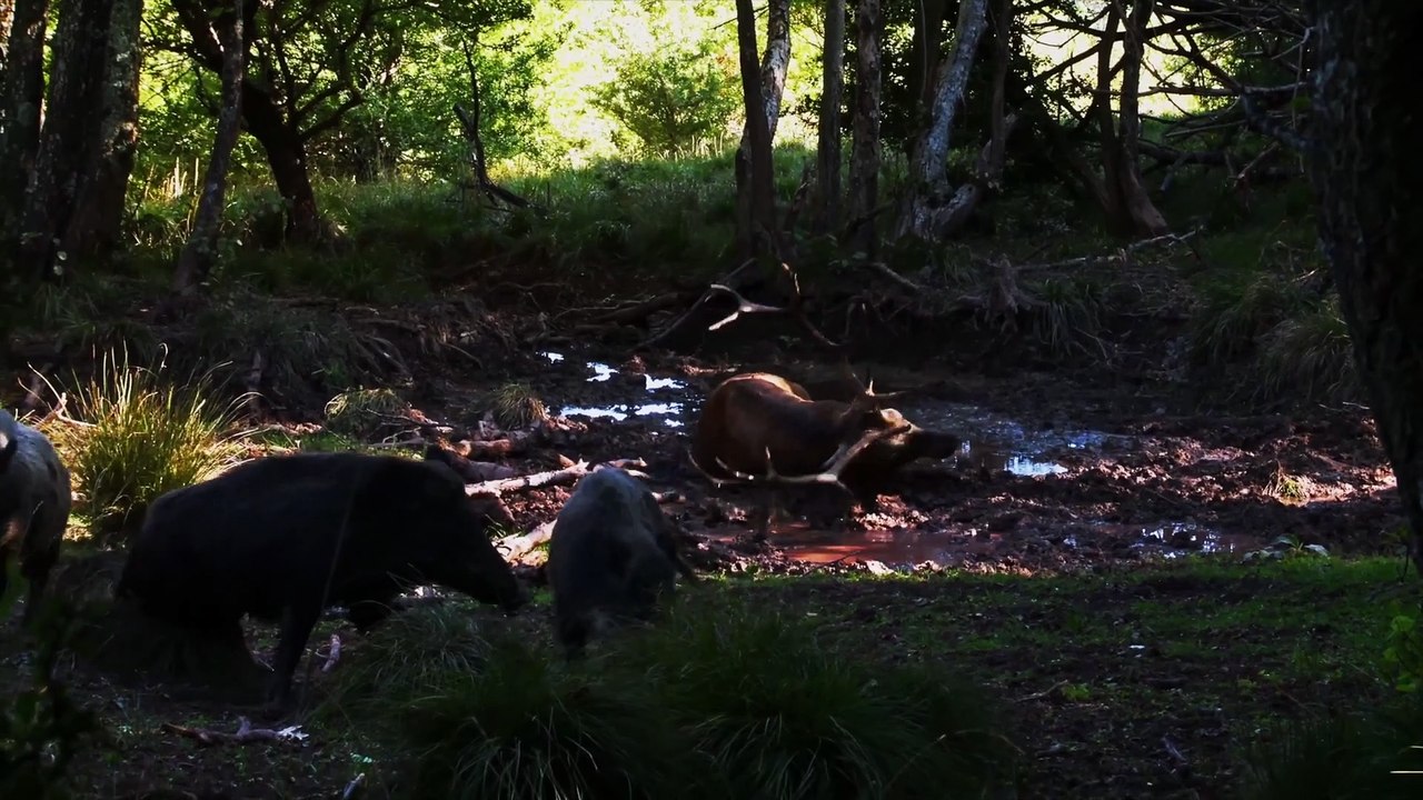 Red Deer Stags Clash Violently for the Right to Mate - video Dailymotion