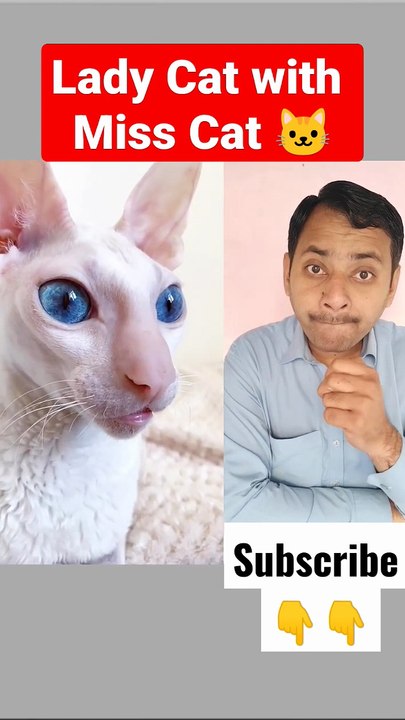 Lady Cat and Miss Cat #shorts #viralshort #youtubeshorts - video ...