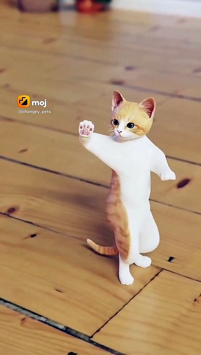 Beautiful Cat dancing - video Dailymotion