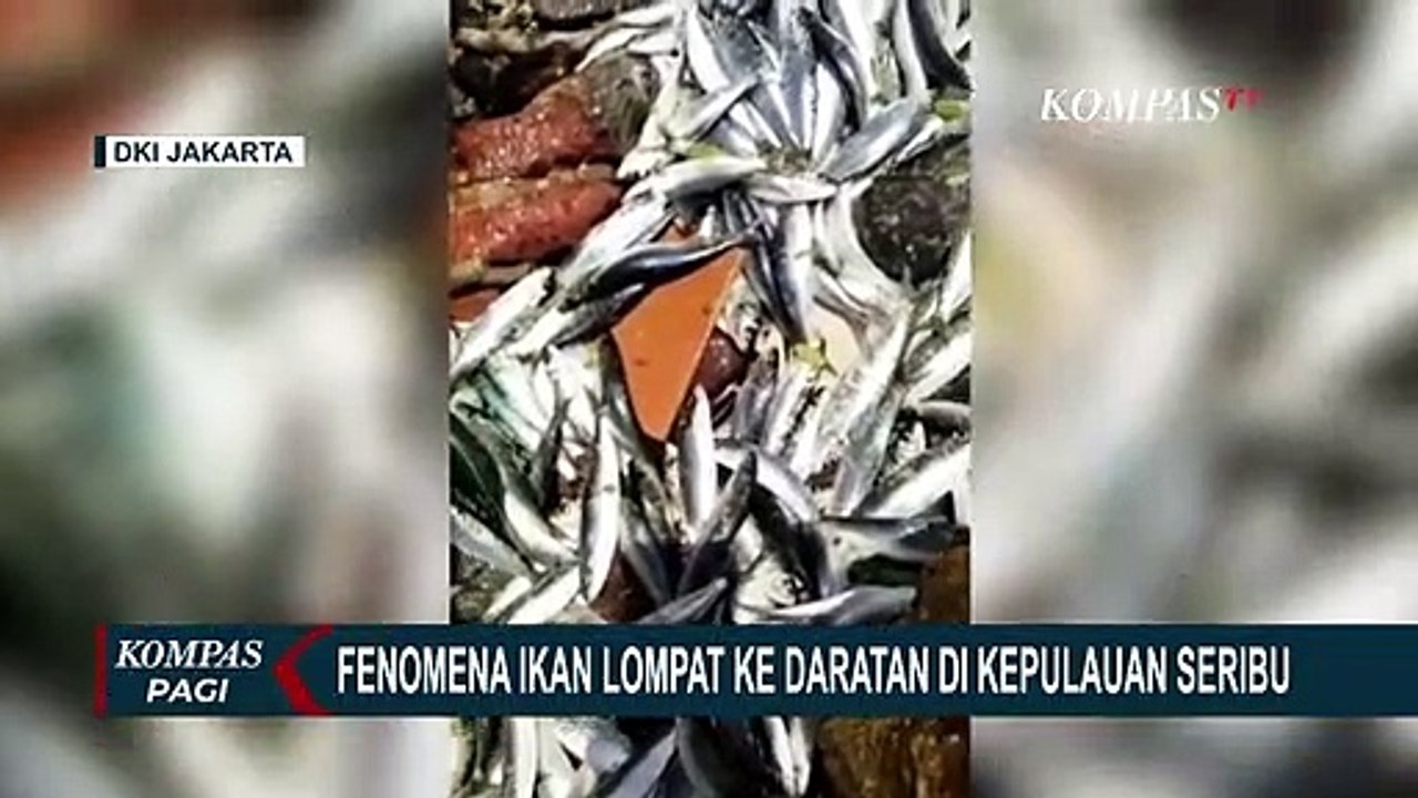 Fenomena Ikan Lompat ke Daratan di Kepulauan Seribu, Begini Penjelasan BMKG... - Video Dailymotion