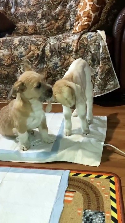 Little Jim the Dog and Champ the Goat are Best Friends - video Dailymotion