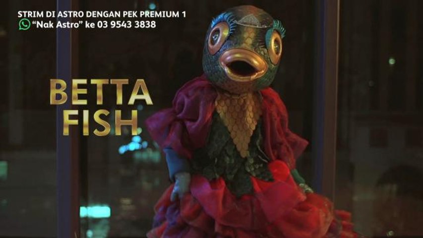 [PROMO] Betta Fish | Gempak