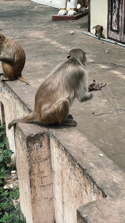 Manky - video Dailymotion