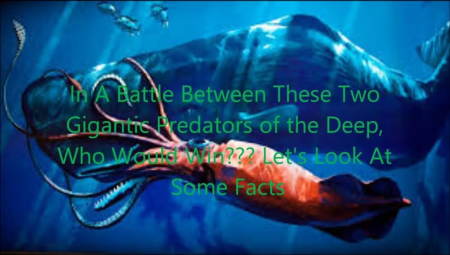 Giant Squid Vs Sperm Whale Colossal Eyes Give Giant Squids An