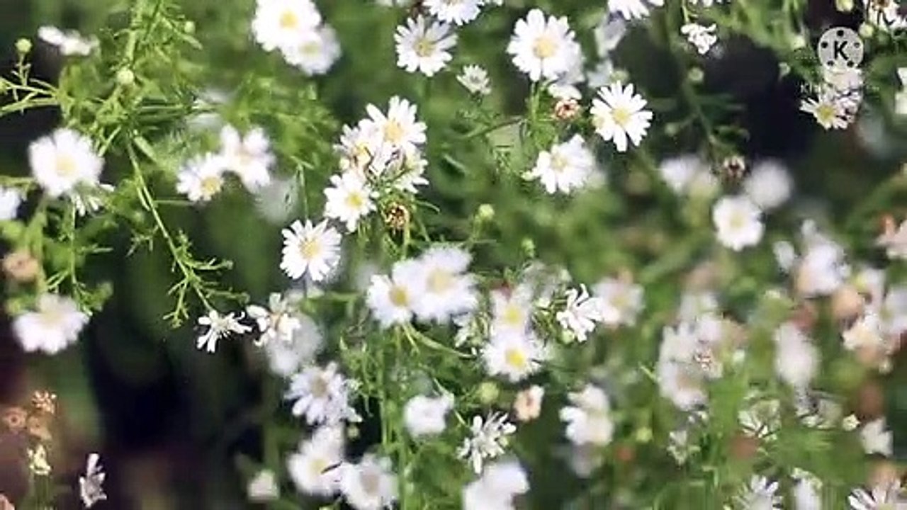 Water falls and flowers - video Dailymotion