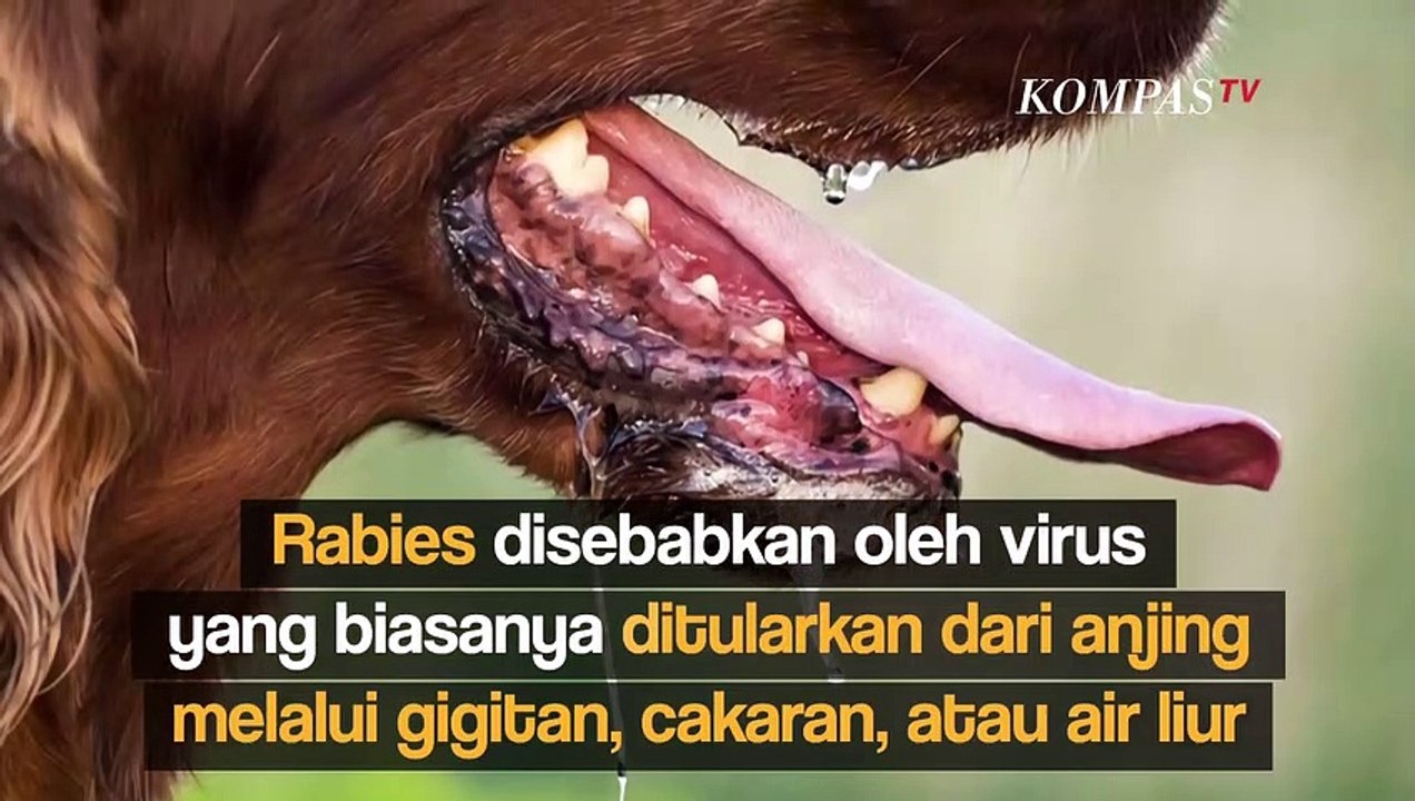Mengenal Rabies: Penyakit 'Anjing Gila' yang Juga Bisa Datang dari ...