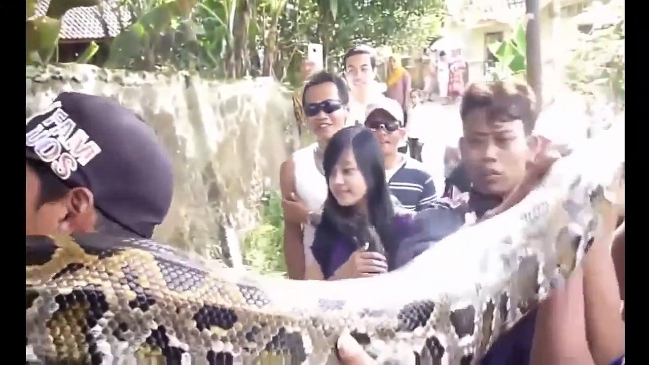 Wild Animal Documentary- Big Python - ANACONDA the king of Snake ...