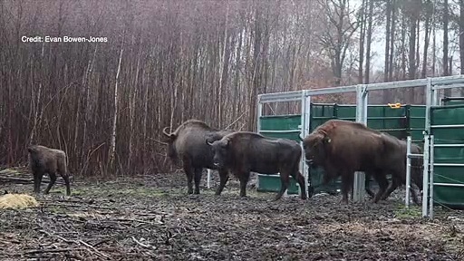 Bison family reunited