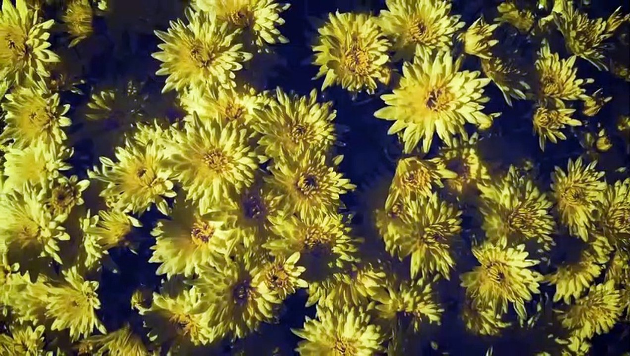 Best blooming Chrysanthemum flower - video Dailymotion