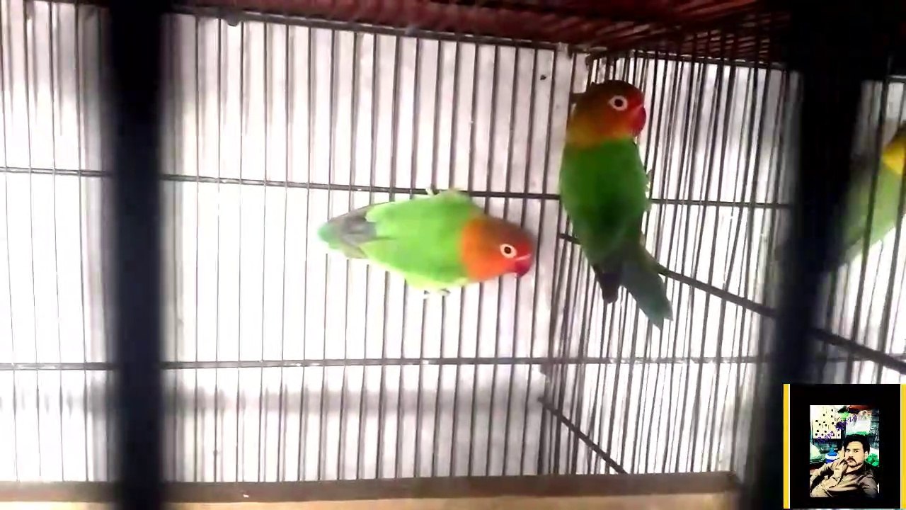 birds fisher lotino kabootat bajari jugnu fancy birds shop - video ...