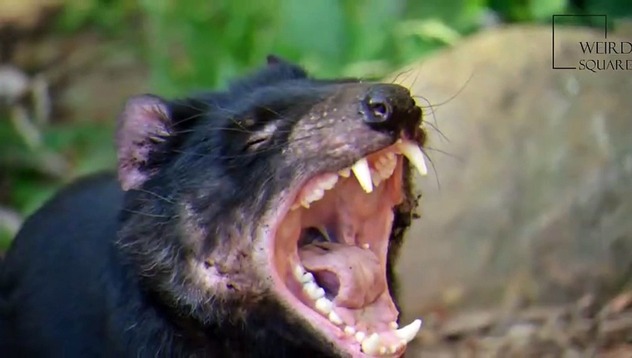 #Tasmanian devil #Interesting facts Interesting facts about Tasmanian ...