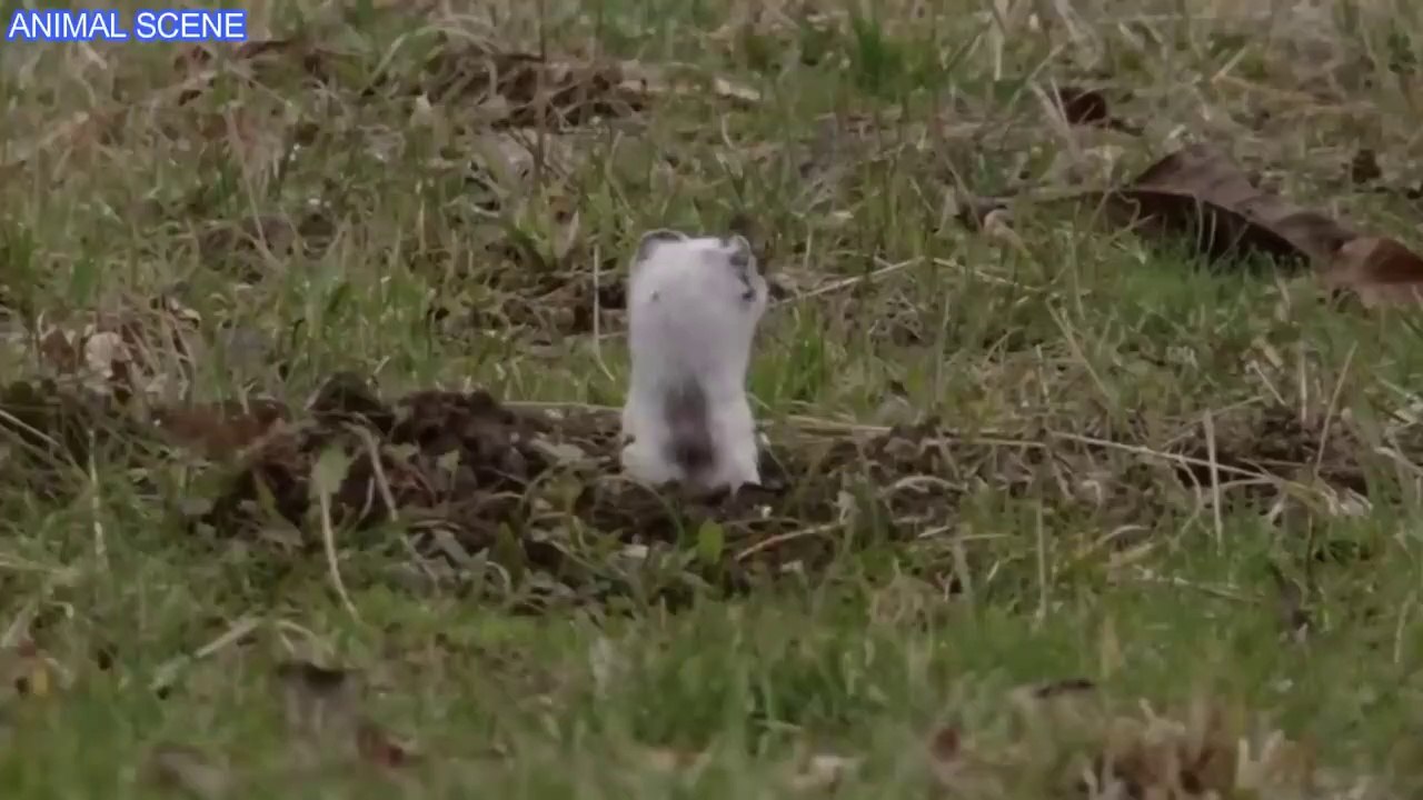 CUTE ANIMAL VOICES HEAR IN THE VILLAGE! Weasel! Rabbit! Cat! Dog ...