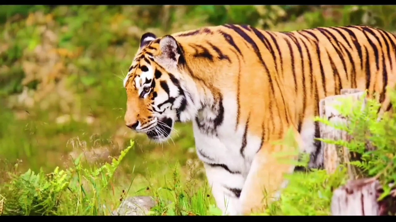 Nice Taigar - video Dailymotion