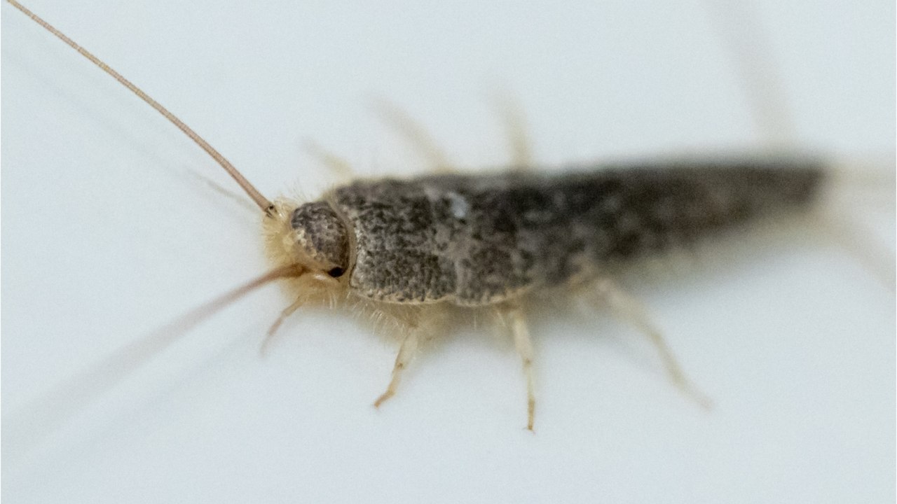 Tired of silverfish in your house? Get rid of these annoying pests with ...
