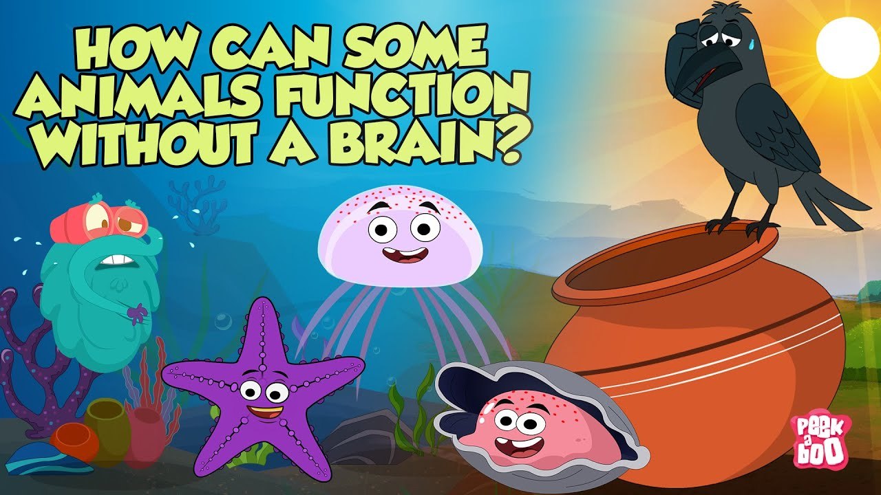 How Some Animals Function With No Brain | Animals Without Brains | The ...