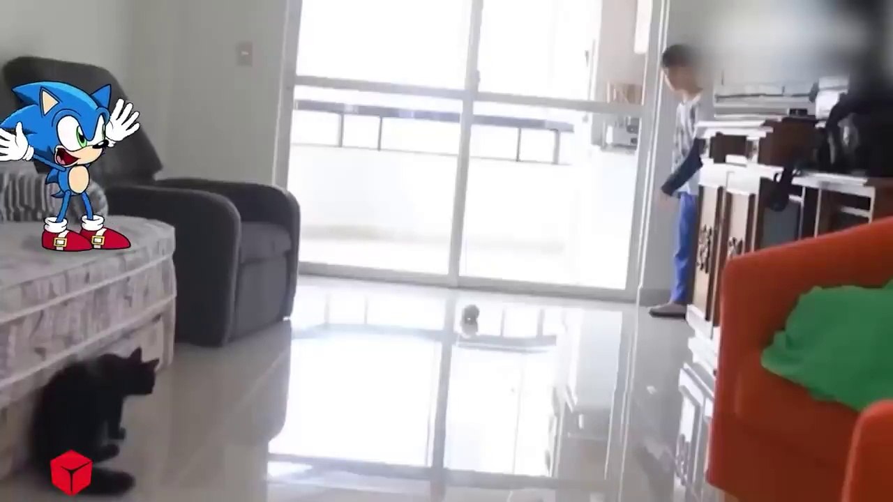 Sonic's Outside !! Sonic Trolls Cat Funny Moments _ Funniest Cats And ...