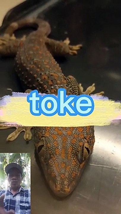 Hewan toke - Video Dailymotion