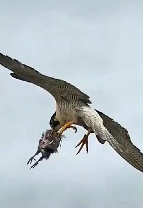 Hawk attacking on Air #shorts - video Dailymotion
