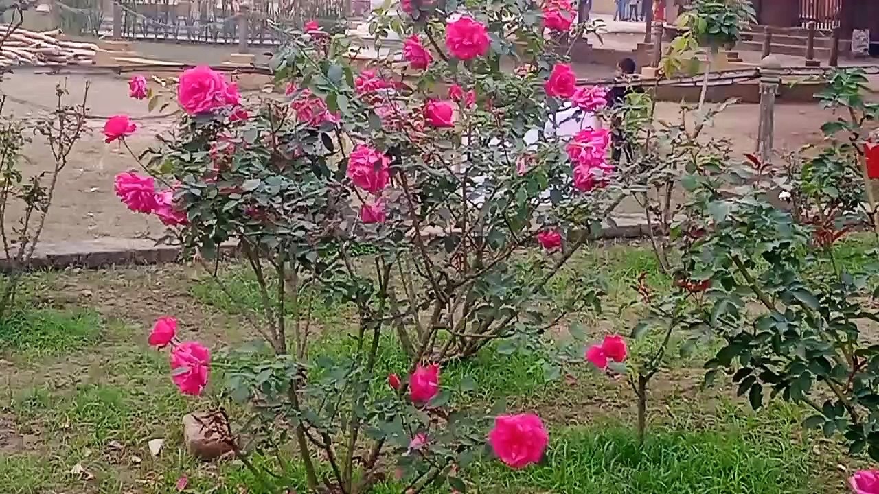 Golap ful bagan. Rose garden - video Dailymotion