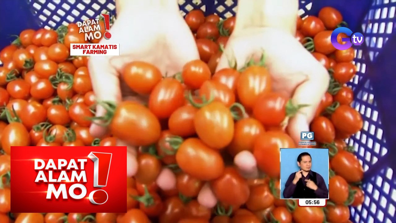 Smart kamatis farming sa Benguet, alamin! | Dapat Alam Mo! - video ...