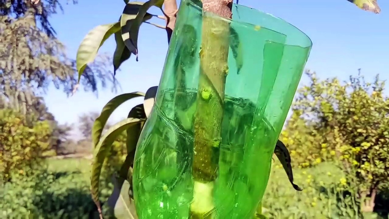 How to Grow Mango Tree Using Natural Rooting Guava Hormone | Amazing Technique - video Dailymotion