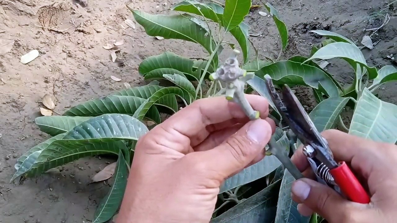 Amazing method and Unique - The Propagation Mango Tree Cutting In Orange Fruit - video Dailymotion