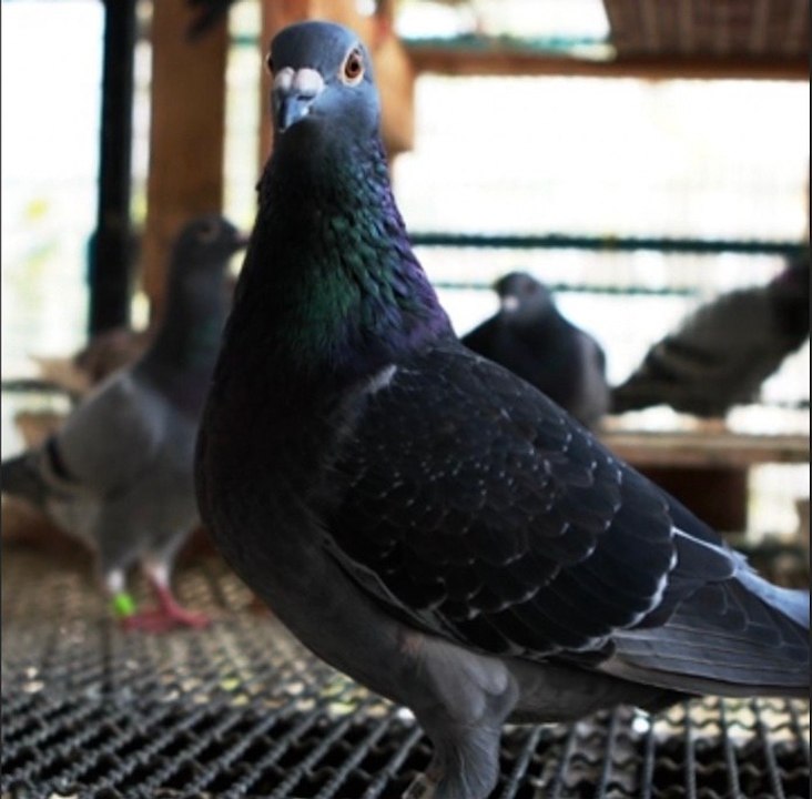 Les pigeonniers, symbole de richesse au Moyen Âge - video Dailymotion