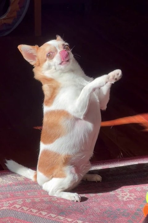 cute masti dog Mani Meraj dog mastiff, dog masti status, dog mastitis ...