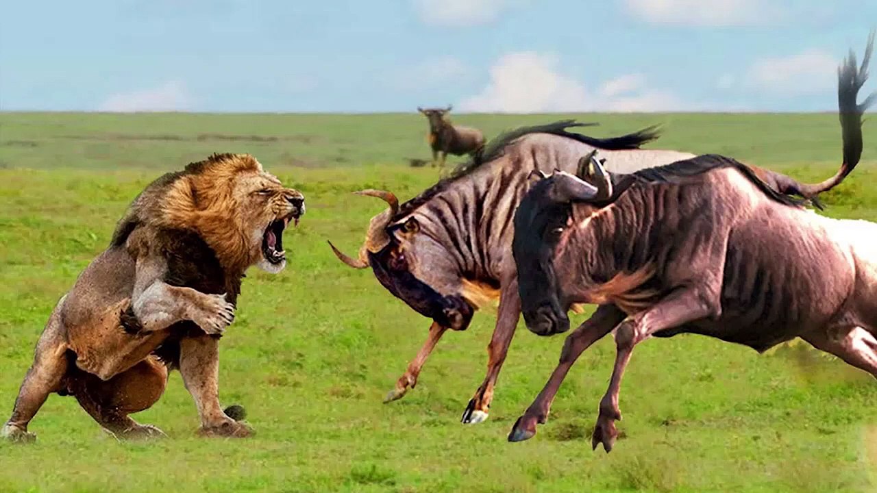 Unbelievable. Lion Has To Regret Attacking Wildebeest Wildebeest ...