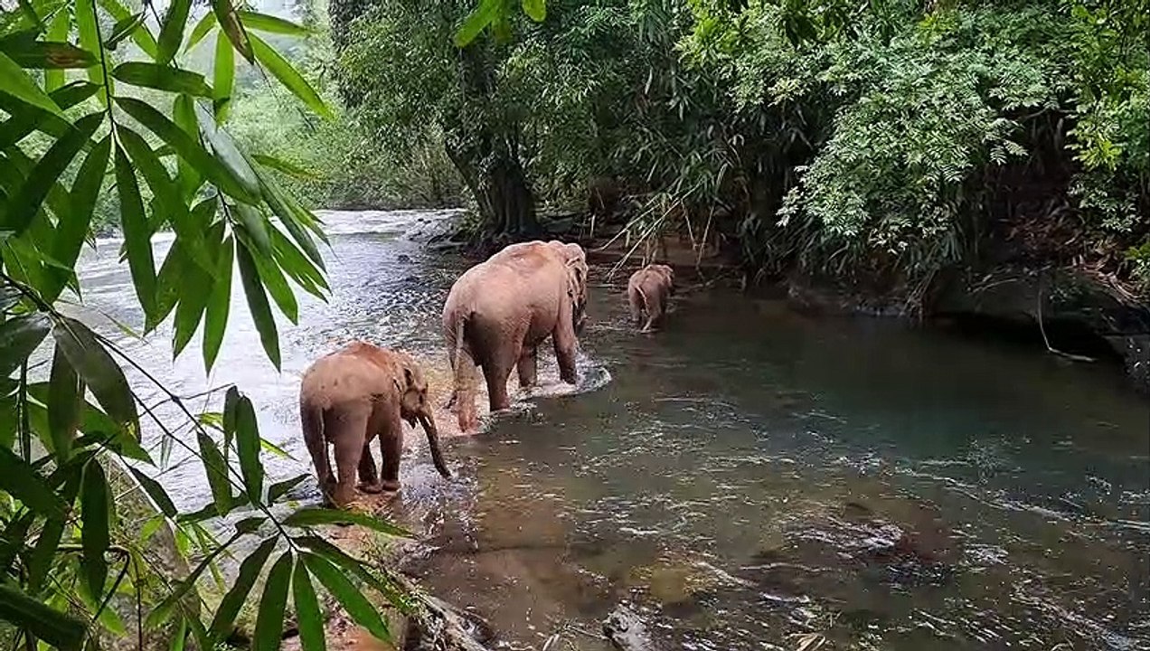 Elephant - Animal - video Dailymotion