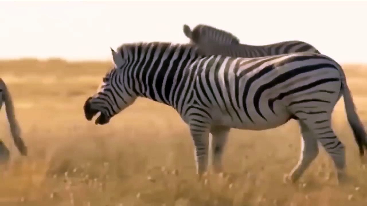 Super Strength Of Zebra Fights The Lion King - What Happens When Zebra ...