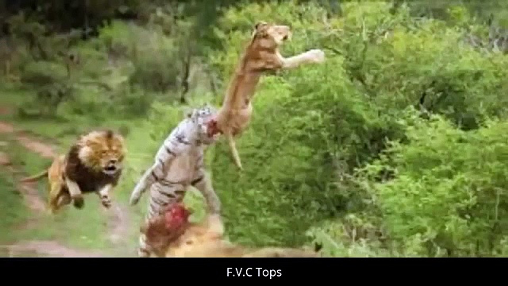 Wild Animal Attacks Big Battle Animals Real Fight