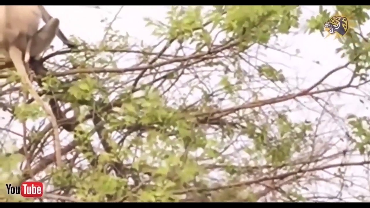 Lion vs Baboon - Real Fight Monkey vs Lion - Exclusive - video Dailymotion