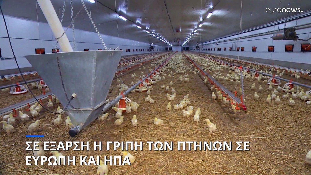 Σε έξαρση η γρίπη των πτηνών - video Dailymotion