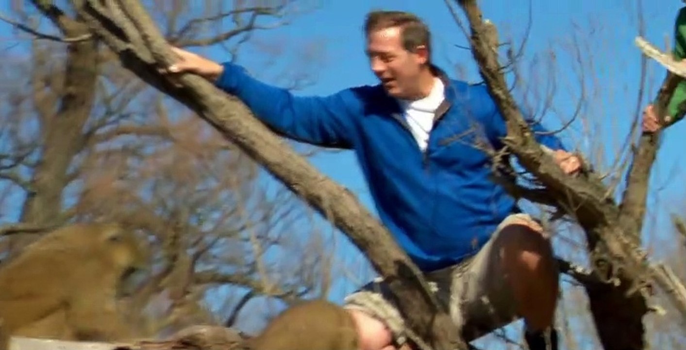 Wild Kratts S01 E35 - video Dailymotion